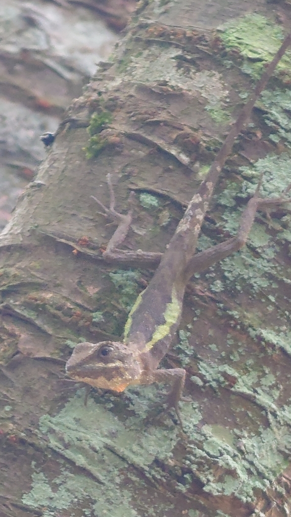 Diploderma polygonatum xanthostomum in July 2023 by puli0127 · iNaturalist