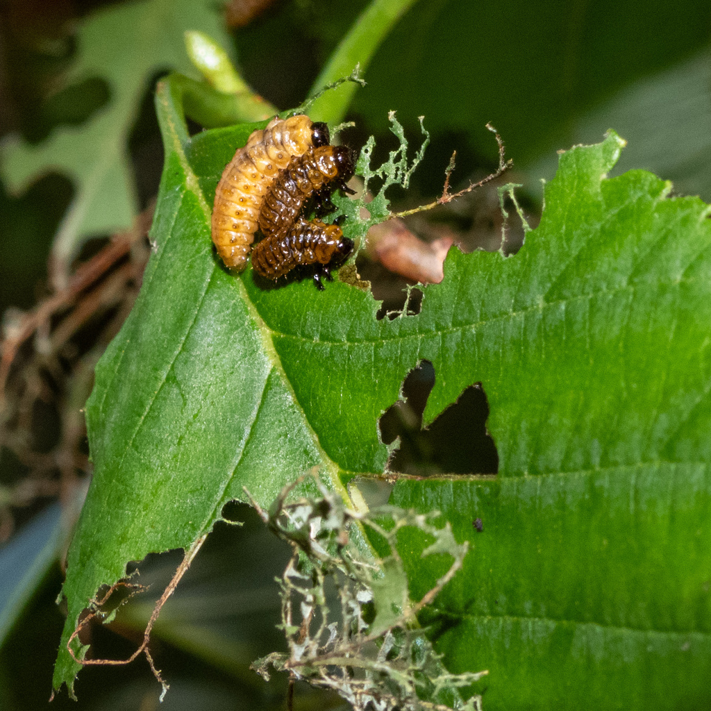 Skeletonizing Leaf and Flea Beetles from Salmon River, Clackamas County ...