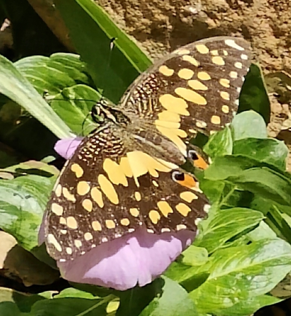 Lime Swallowtail from No 62 Beck n Josh, Bornmann Enclave, BDS Nagar ...