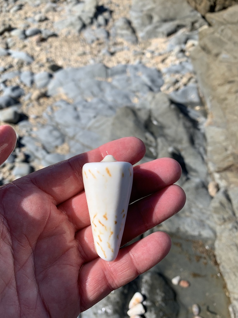 General Cone from Hope Vale, QLD, AU on July 12, 2023 at 02:38 PM by ...