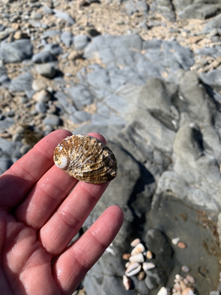 Variable abalone from Hope Vale, QLD, AU on July 12, 2023 at 02:39 PM ...