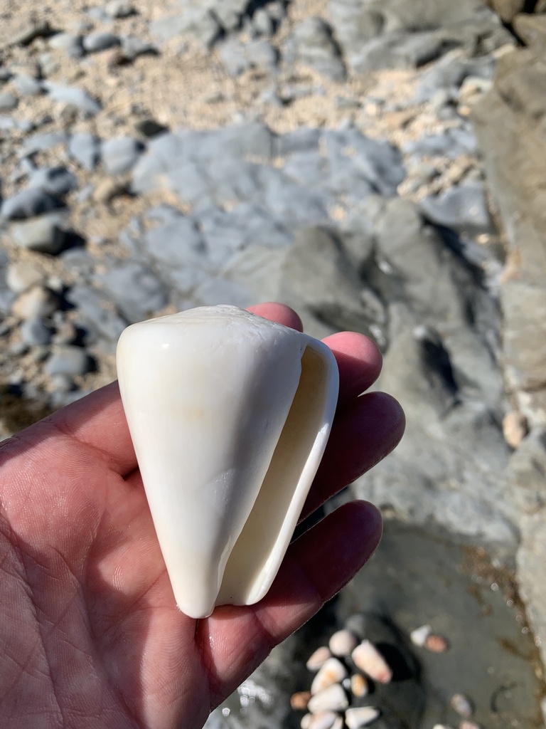 Cone Snails from Hope Vale, QLD, AU on July 12, 2023 at 02:40 PM by ...