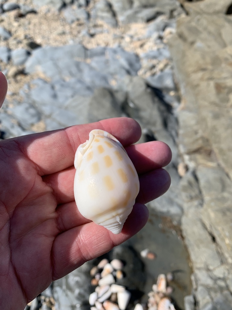 Checkerboard Bonnet Snail from Hope Vale, QLD, AU on July 12, 2023 at ...