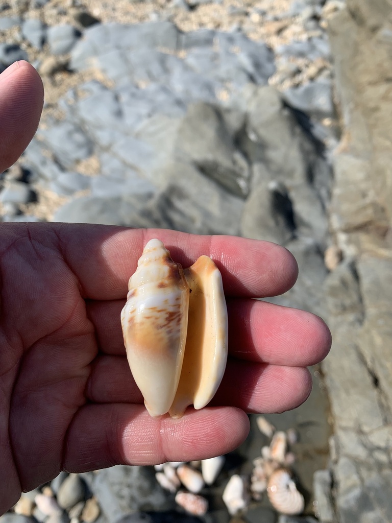 Dark Diana Conch from Hope Vale, QLD, AU on July 12, 2023 at 02:42 PM ...
