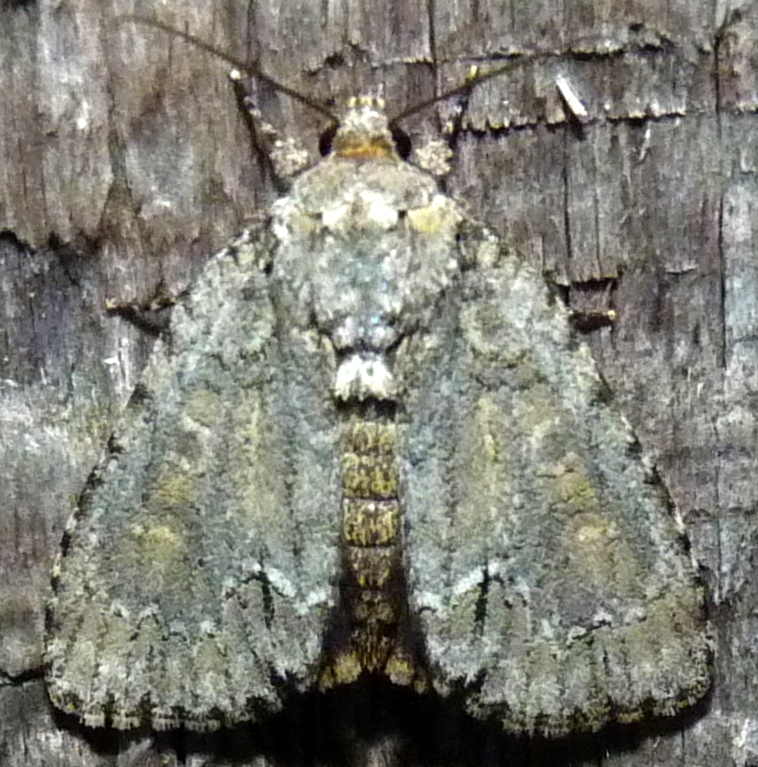 Medium Oak Dagger from Wildwood, AL 36278 on July 13, 2023 at 12:41 AM ...