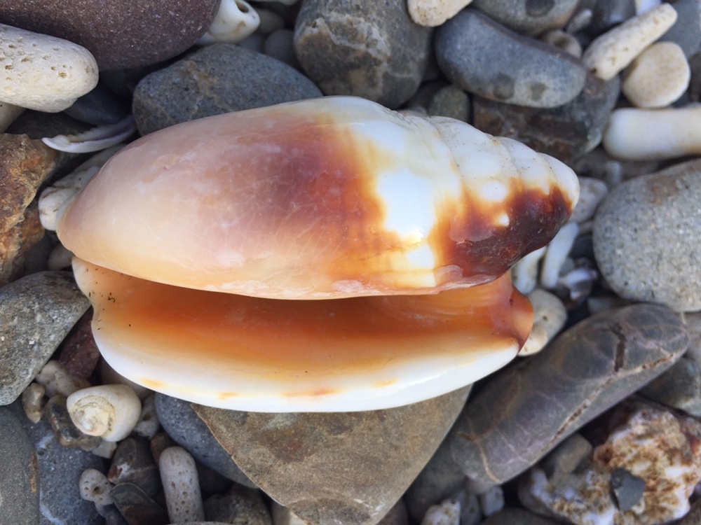 Dark Diana Conch from South Pacific Ocean, Hope Vale, QLD, AU on July ...