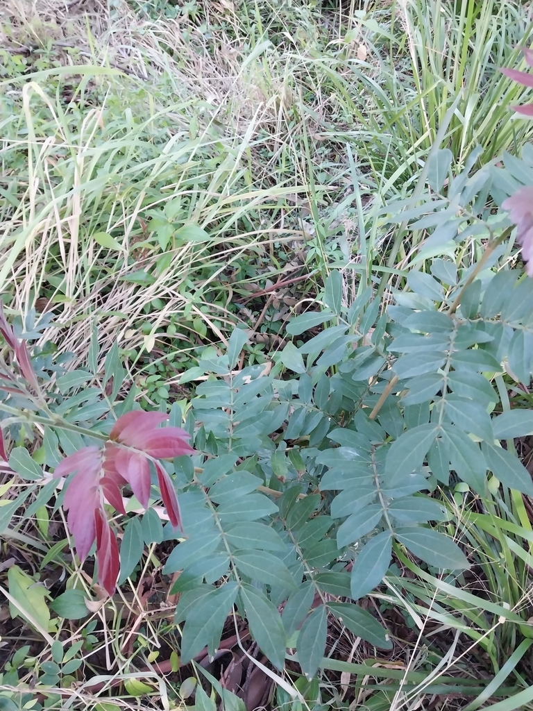 scarlet powder-puff from Bardon QLD 4065, Australia on July 13, 2023 at ...