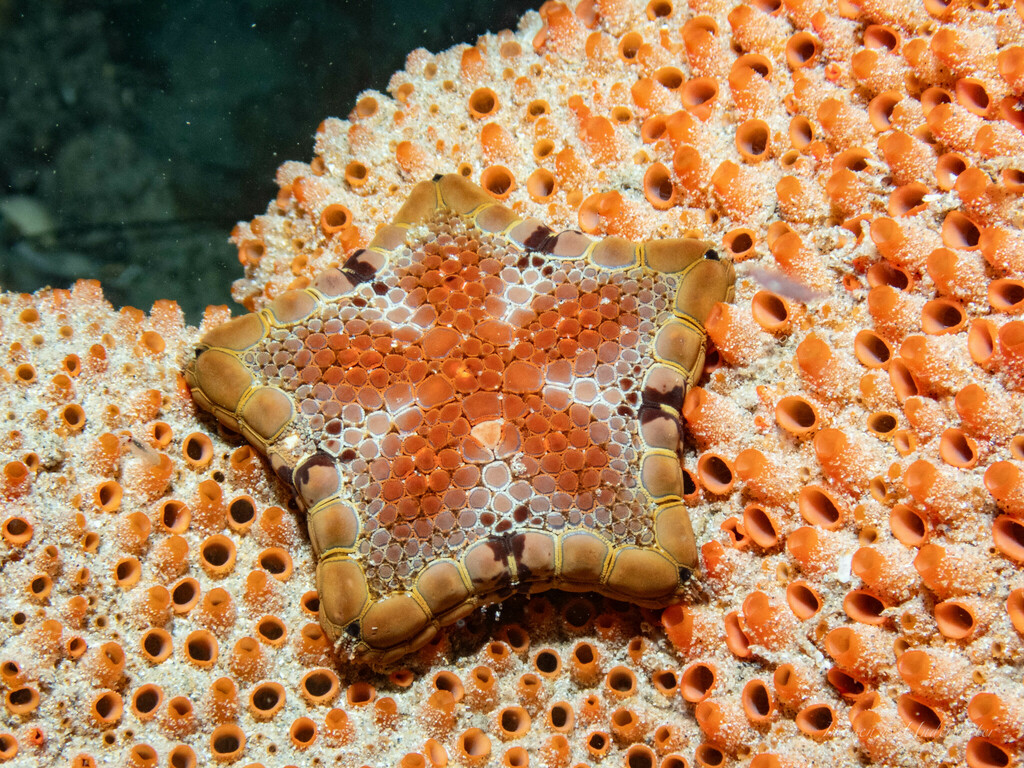 Common Biscuit Star from Victoria, Australia on July 11, 2023 at 07:05 ...