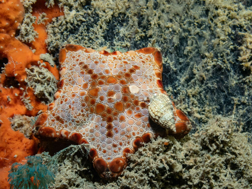Common Biscuit Star from Victoria, Australia on July 11, 2023 at 07:05 ...