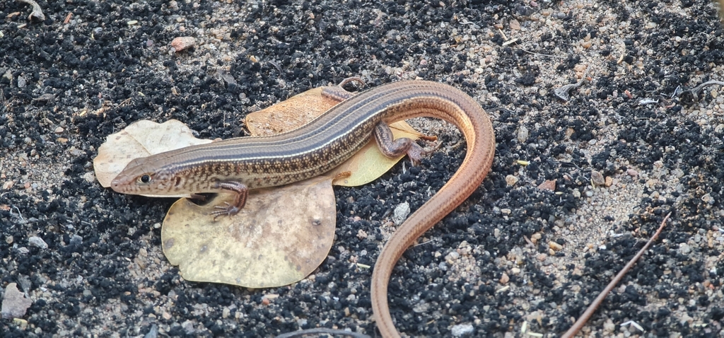 White-faced Ctenotus from Q3HR+75, Stapleton NT 0822, Australia on May ...
