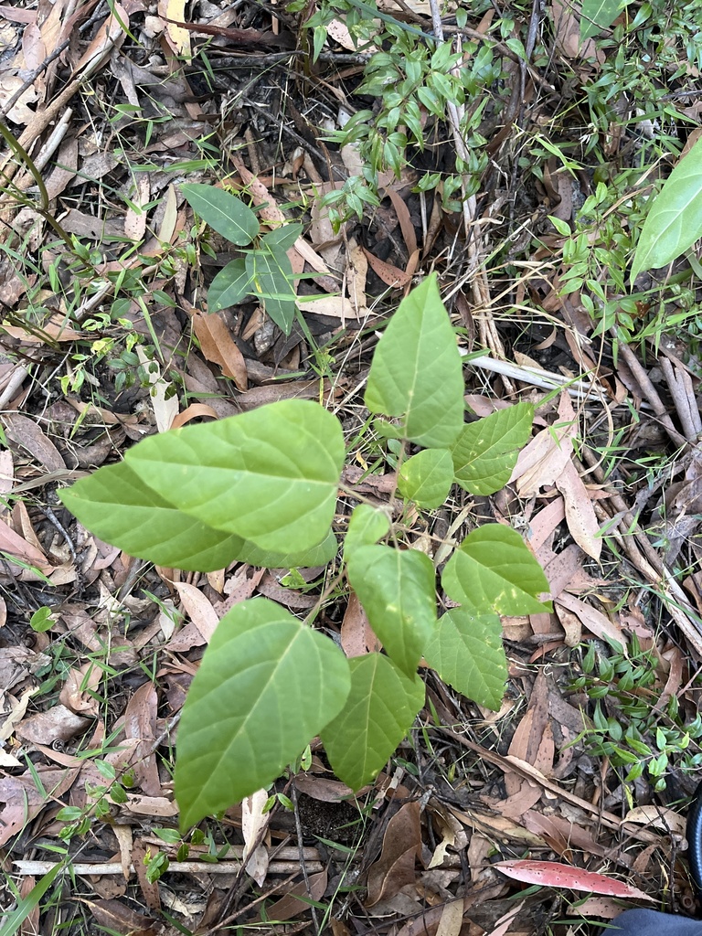 white kamala from Suffolk Park, NSW, AU on July 13, 2023 at 03:13 PM by bsincs1 · iNaturalist