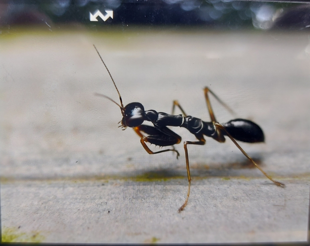 Odontomantis longipennis in July 2023 by thebladedbird · iNaturalist