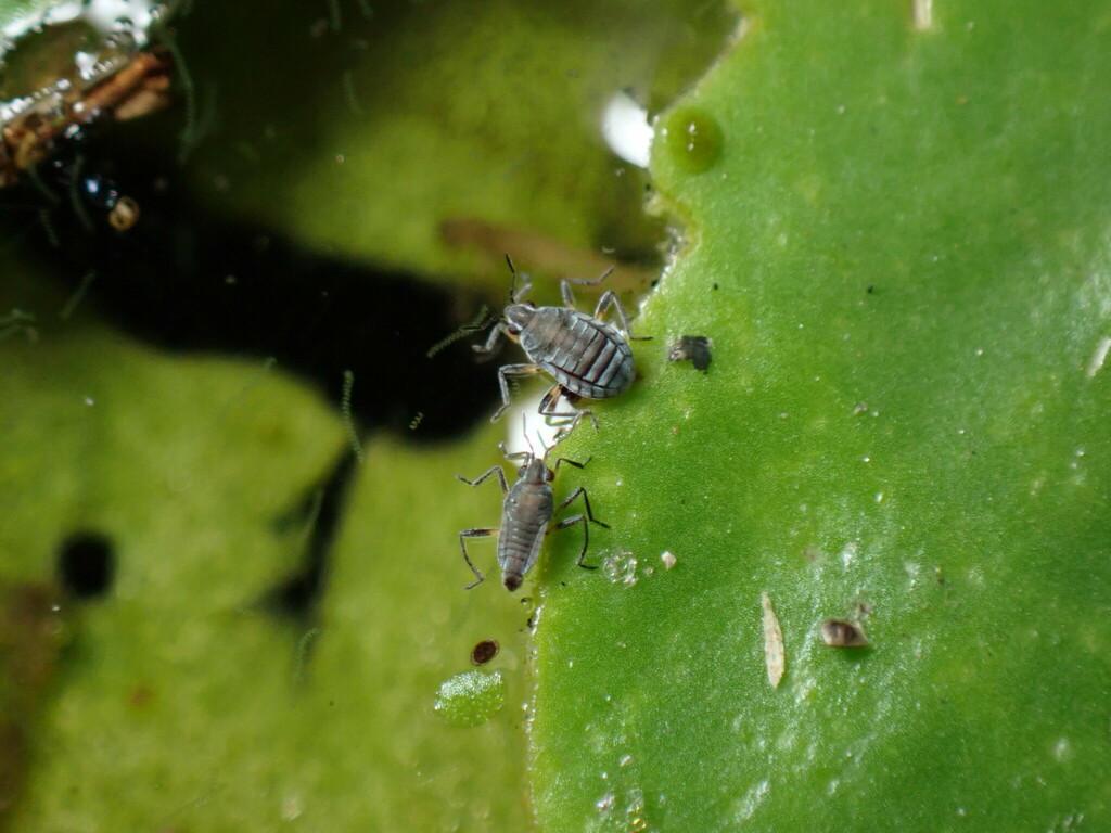 Microvelia pulchella from Brooklyn, NY, USA on July 12, 2023 at 06:27 ...