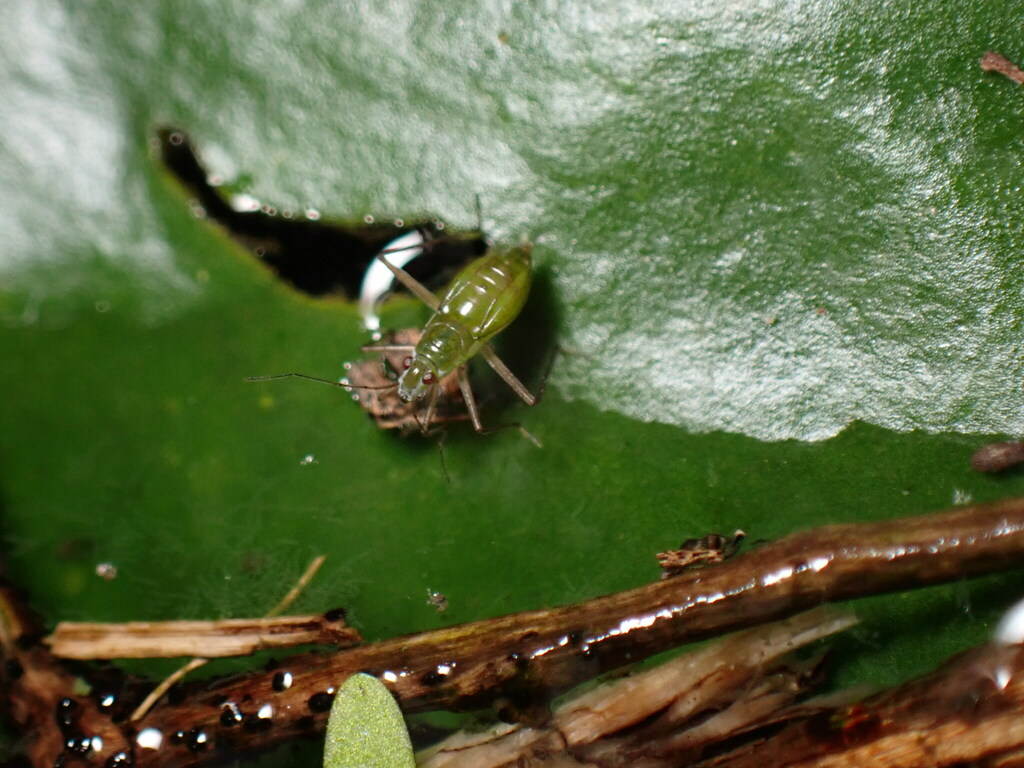 Mulsant's Water Treader from Brooklyn, NY, USA on July 12, 2023 at 06: ...