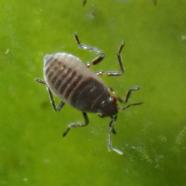 Microvelia pulchella from Brooklyn, NY, USA on July 12, 2023 at 06:31 ...