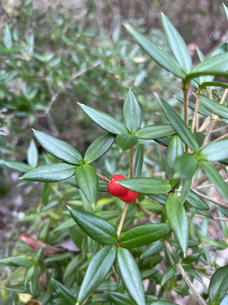 Chain Fruit from Cape Hillsborough National Park, Cape Hillsborough ...