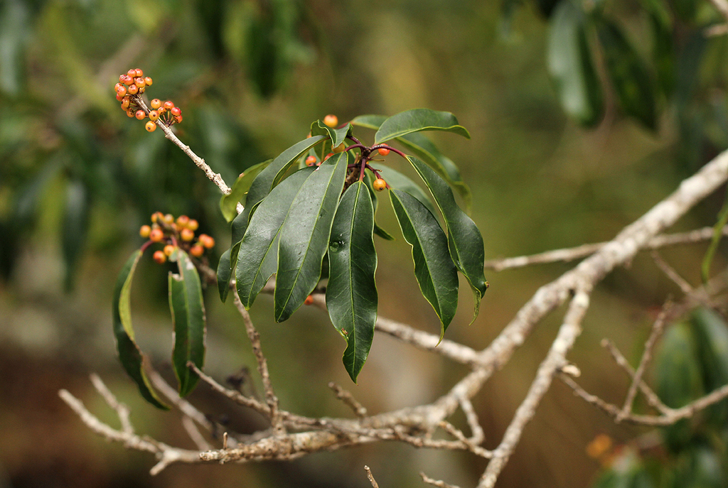 Cape Holly from Chimanimani National Park, Sussundenga, Mozambique on ...