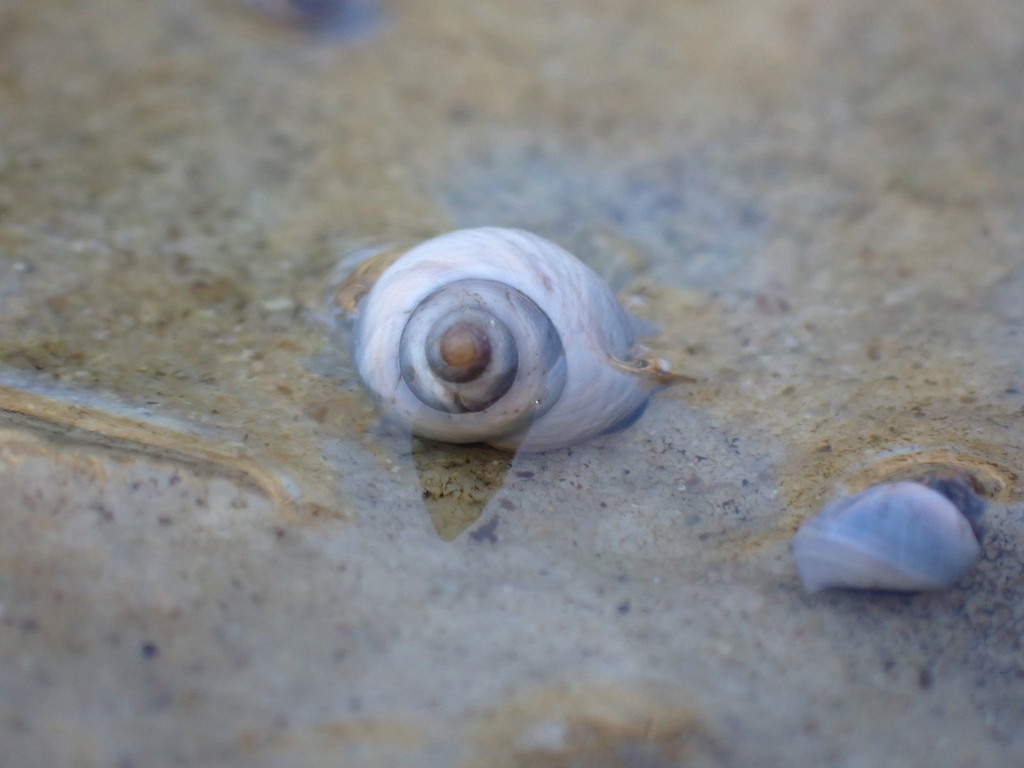 Little Blue Periwinkle from Bonny Hills NSW 2445, Australia on July 13 ...