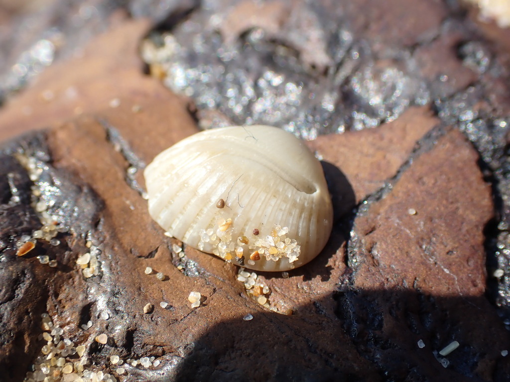 Sydney Cockle from Bonny Hills NSW 2445, Australia on July 13, 2023 at ...