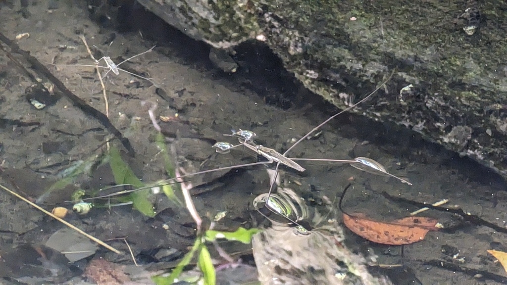 Giant Water Strider from 978台灣花蓮縣瑞穗鄉157 on July 7, 2023 at 01:30 PM by ...