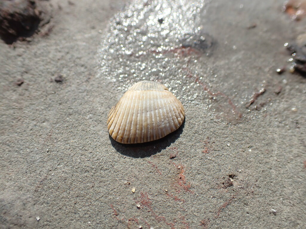 Sydney Cockle from Bonny Hills NSW 2445, Australia on July 13, 2023 at ...