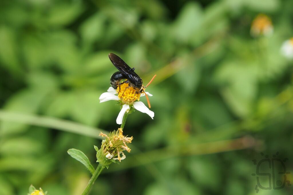 Scolia superciliaris from Triangular Oasis of MTR Workshop, Hong Kong ...