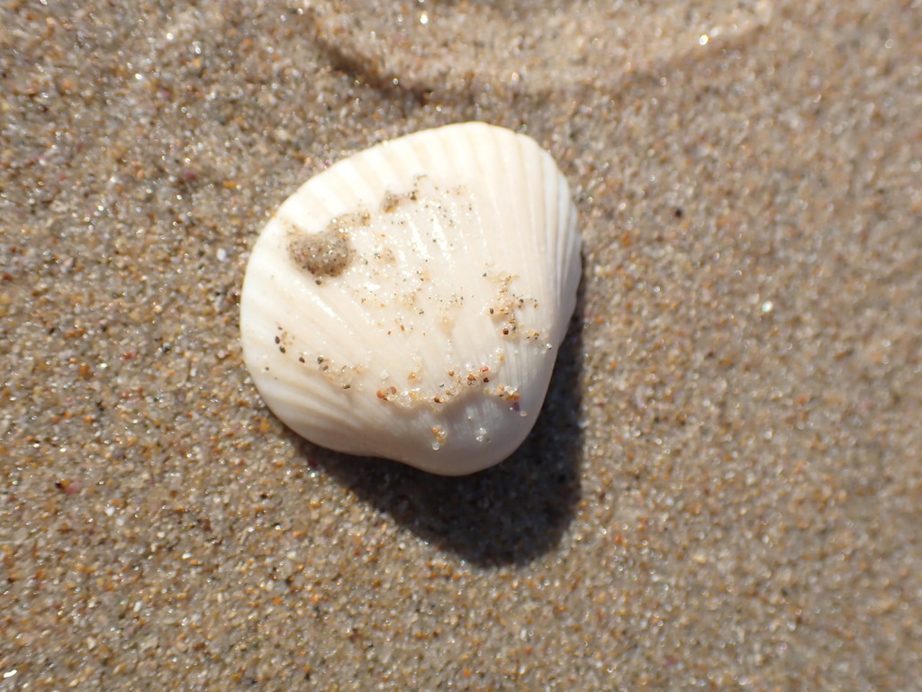 Sydney Cockle from Bonny Hills NSW 2445, Australia on July 13, 2023 at ...