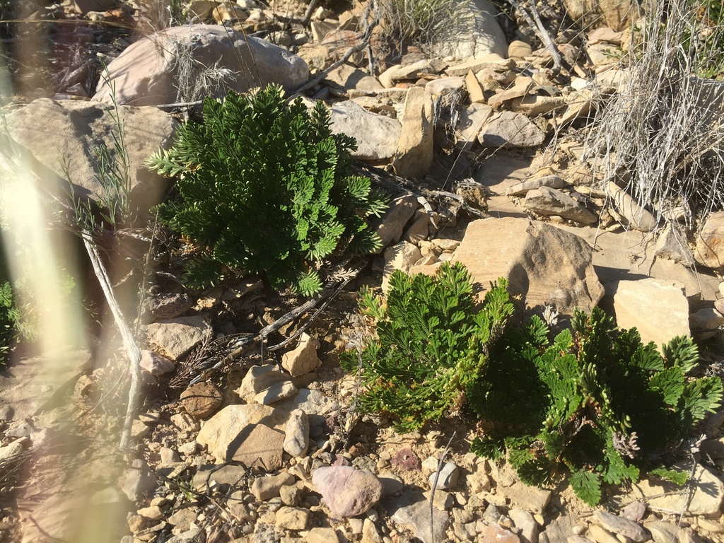 resurrection plant from Brewster County, TX, USA on September 25, 2018 ...