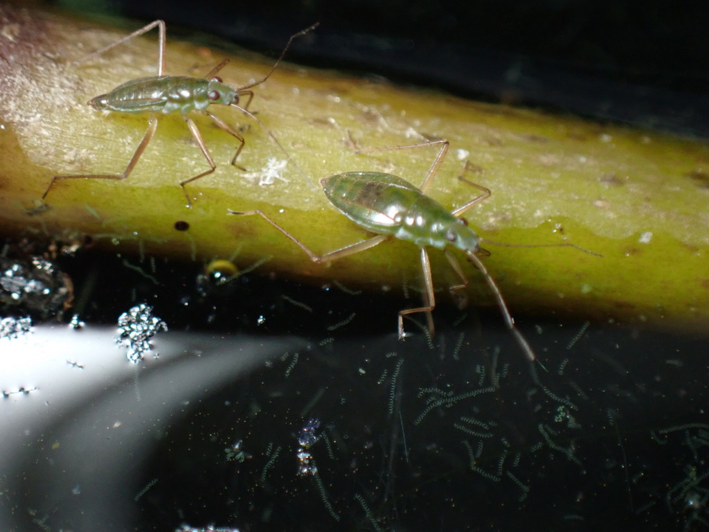 Mulsant's Water Treader from Brooklyn, NY, USA on July 12, 2023 at 06: ...