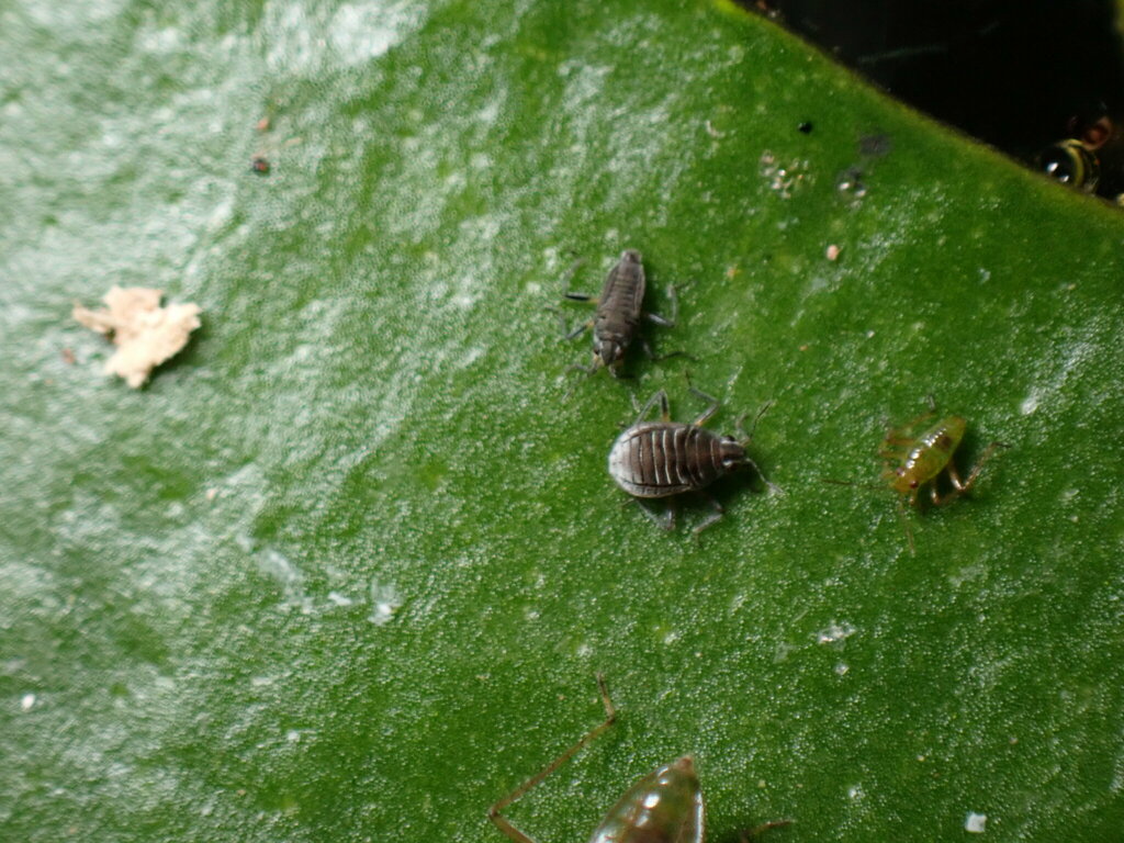 Microvelia pulchella from Brooklyn, NY, USA on July 12, 2023 at 06:41 ...