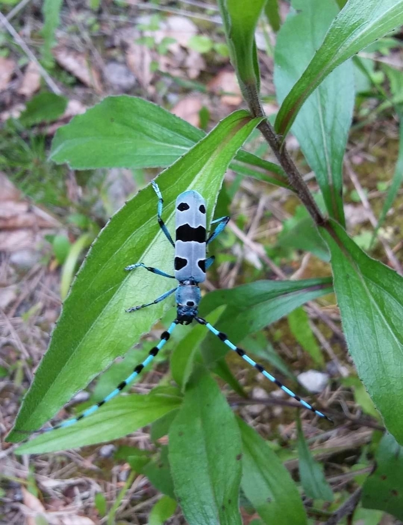 Alpine longhorn Rosalia from Rein, 8103, Austria on June 9, 2018 by ...