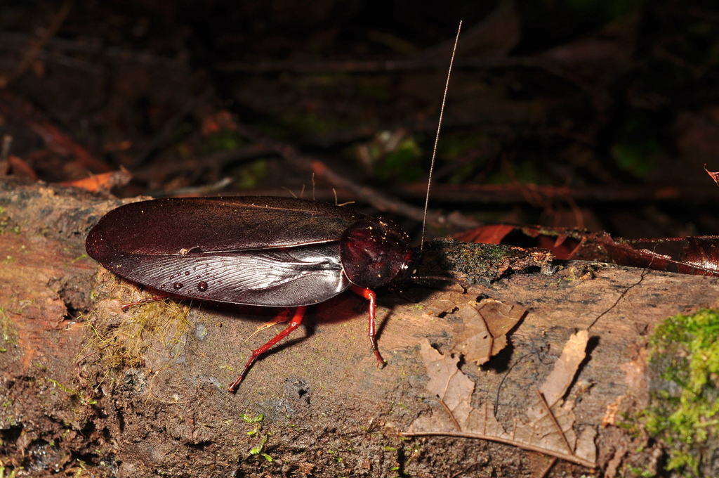 Megaloblatta Longipennis