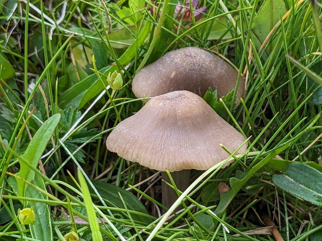 star pinkgill from Ballater AB35 5XU, UK on July 12, 2023 at 02:01 PM ...