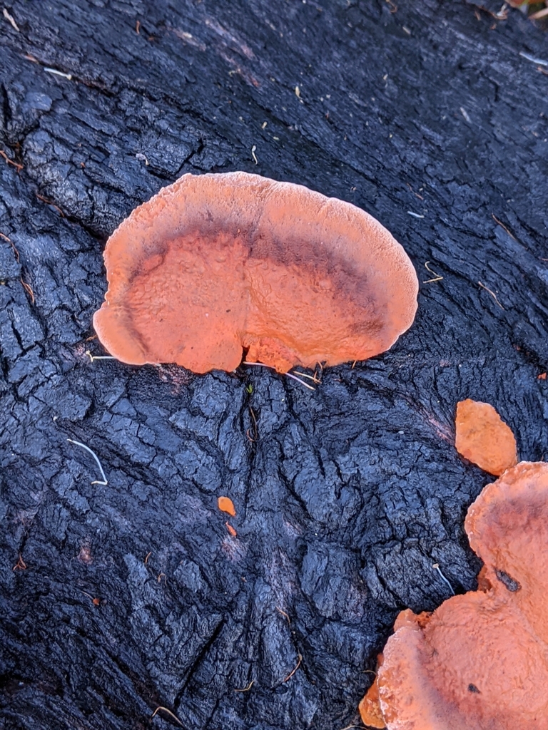 Southern Cinnabar Polypore from Anglesea VIC 3230, Australia on July 11 ...