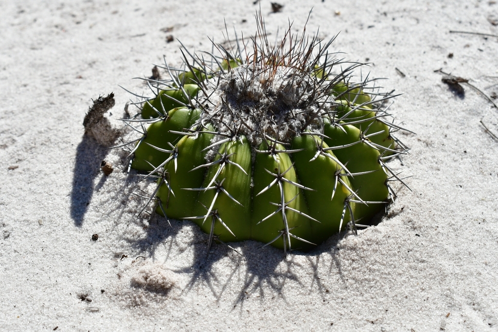 Discocactus pseudoinsignis in July 2023 by Joey Santore · iNaturalist