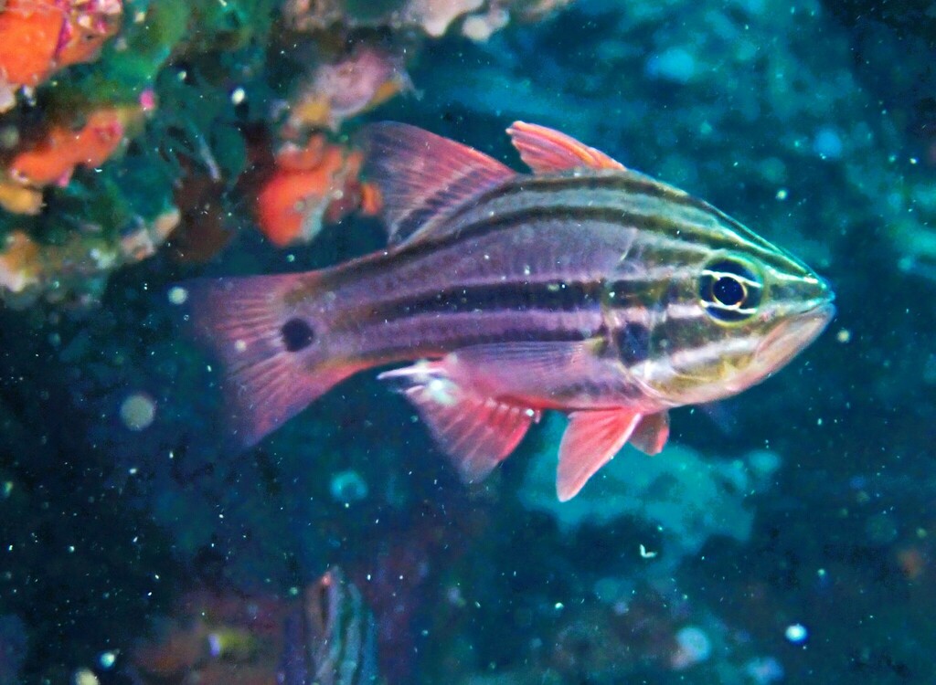 Sydney Cardinalfish from Sydney NSW, Australia on June 7, 2023 at 10:34 ...