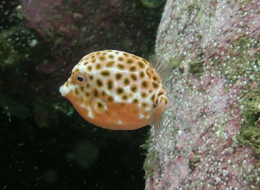 Eastern Smooth Boxfish from Sydney NSW, Australia on August 26, 2022 at ...