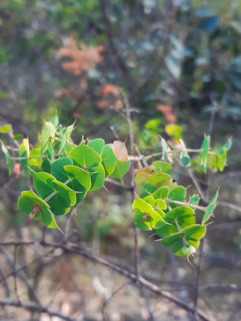 spiny bush-pea from MacKenzie QLD 4156, Australia on July 13, 2023 at ...