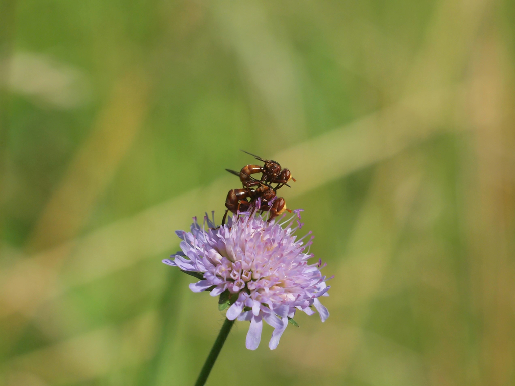 Ferruginous Bee-Grabber from Pińczów County, Poland on July 5, 2023 at ...