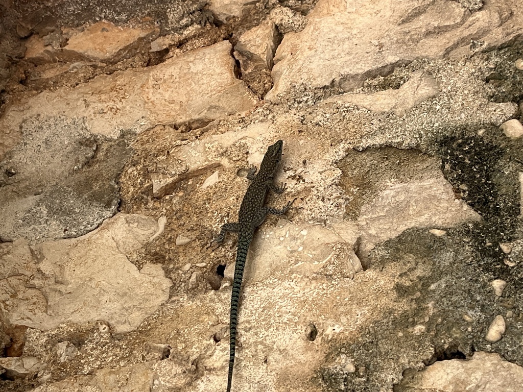 Sharp-snouted Rock Lizard from Otok Brac, Supetar, 17, HR on July 10 ...