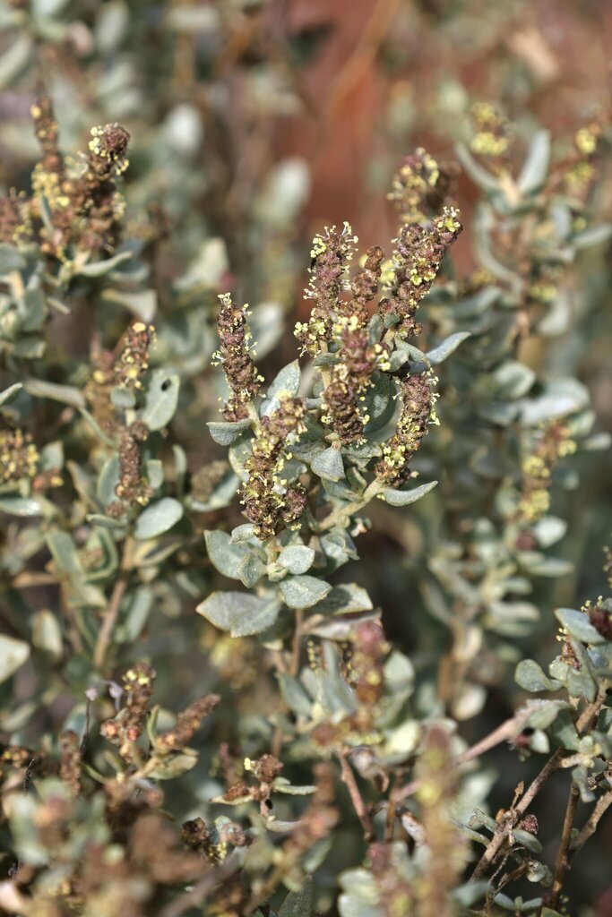 bladder saltbush from Port Augusta SA, Australia on July 1, 2023 at 12: ...