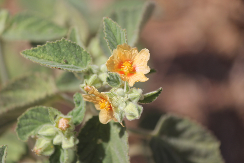 flannel weed from Tiwi, Northern Territory, Australia on July 13, 2023 ...