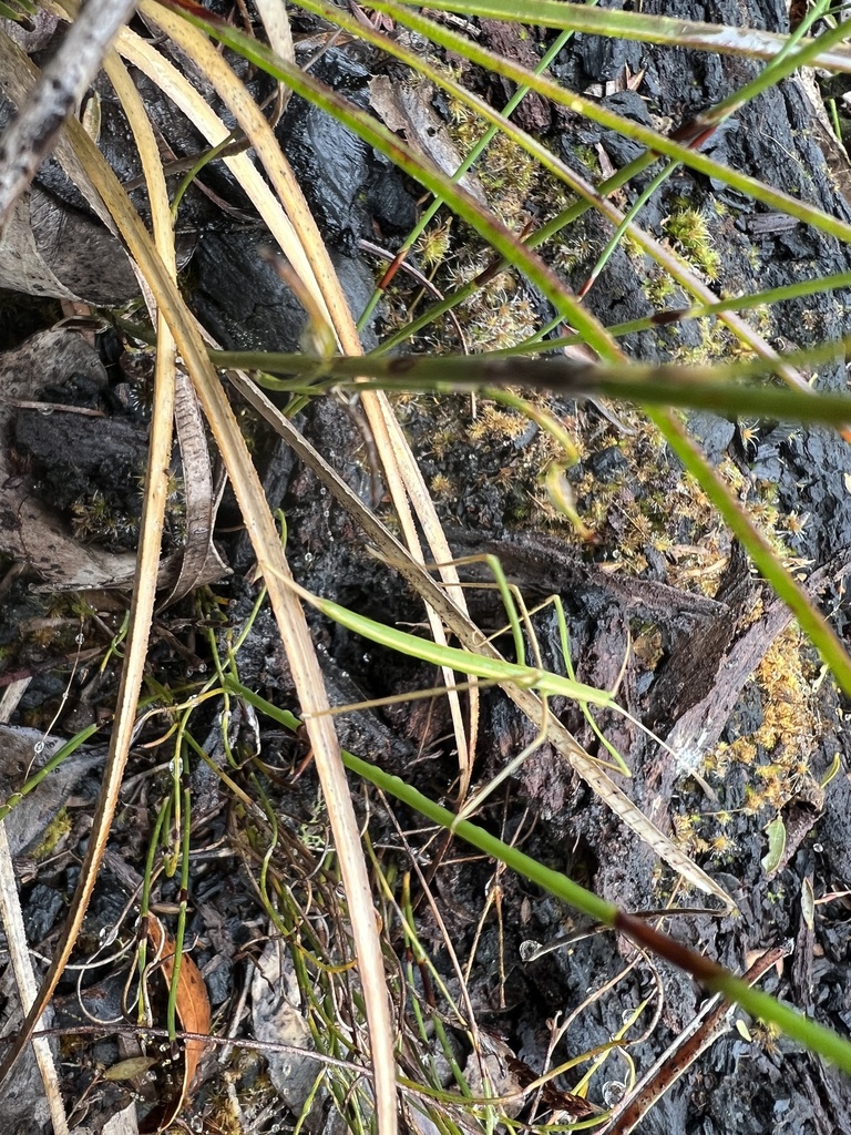 Kings Park Stick Katydid from Mount Roe National Park, Trent, WA, AU on ...