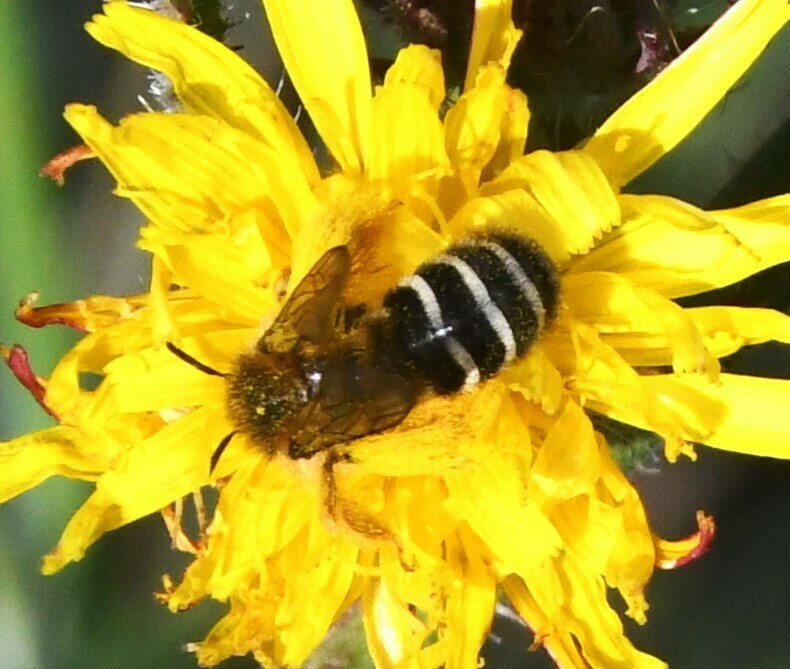 Common Pantaloon Bee from Fréjus, France on July 13, 2023 at 08:30 AM ...