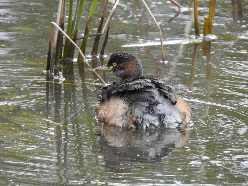Australasian Grebe from Lillydale Lake, Lilydale VIC 3140, Australia on ...