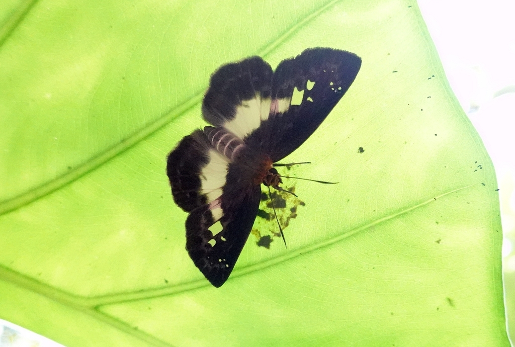 White-banded Flat in July 2023 by Goofy Ko · iNaturalist