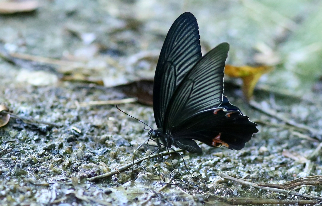 Spangle Swallowtail from Tai Po, HK on July 13, 2023 by Goofy Ko ...