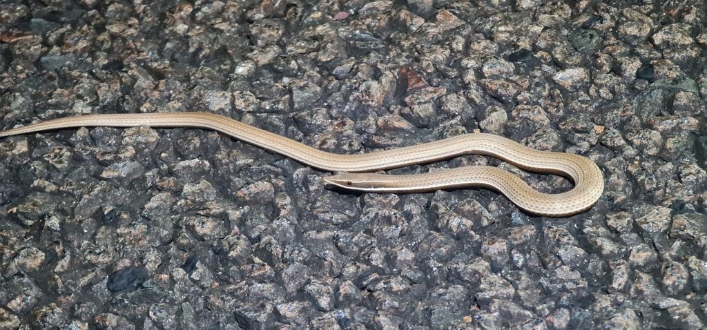Burton's Snake-lizard in July 2023 by Max Tibby · iNaturalist