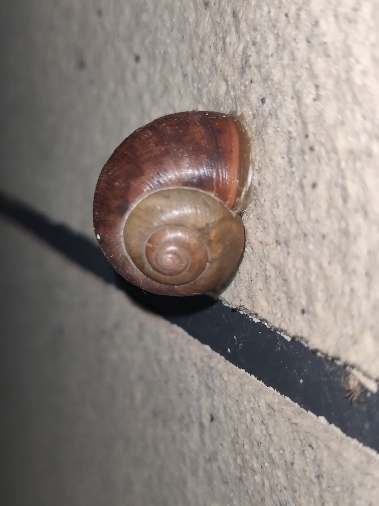 Acusta ravida from Hangzhou, CN-ZJ, CN on May 13, 2023 at 07:32 PM by ...