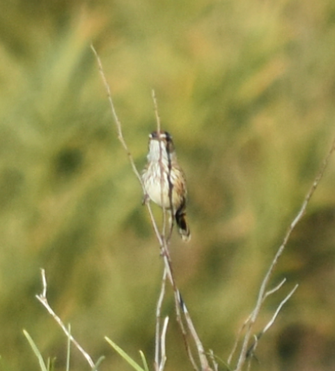 Rufous Fieldwren from Exmouth, AU-WA, AU on July 13, 2023 at 07:10 PM ...